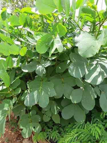 Muda de Sene (planta Com Propriedades Medicinais) Altura de 0,40 cm a 0 ...