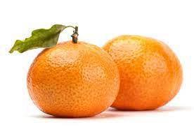 Muda de Tangerina Mexerica Rio Altura 0,40 cm a 0,80 - Plantas - Muda ...