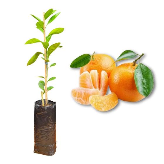 Muda de Tangerina Satsuma Okitsu Sem Semente Enxertada Rápida Produção ...