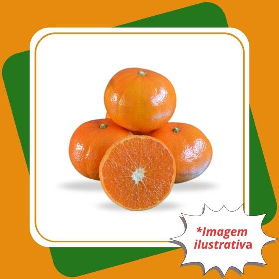 Muda de Tangor Murcott Enxertada Citrus Reticulata x Citrus Sinensis ...