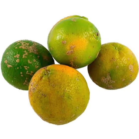 Muda Limão Cravo Comum 90cm - Vaso&Flor - Vasos para plantas - Magazine ...