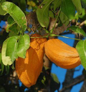 Muda Mamorana ou Monguba - Dancruz - Muda - Magazine Luiza