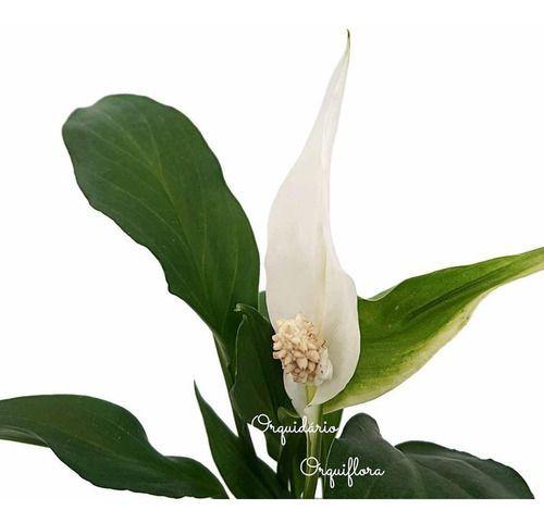 Muda Mini Lírio Da Paz Planta Adulta Natural Spathiphyllum - Orquiflora ...