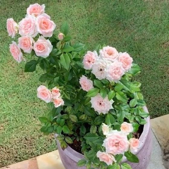 Muda Mini Rosa Trepadeira - Vaso&Flor - Vasos para Plantas - Magazine Luiza