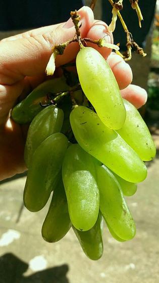 Muda Muda de Uva Dedo de Ouro (Goldfinger ou bananinha) Enxertada ...