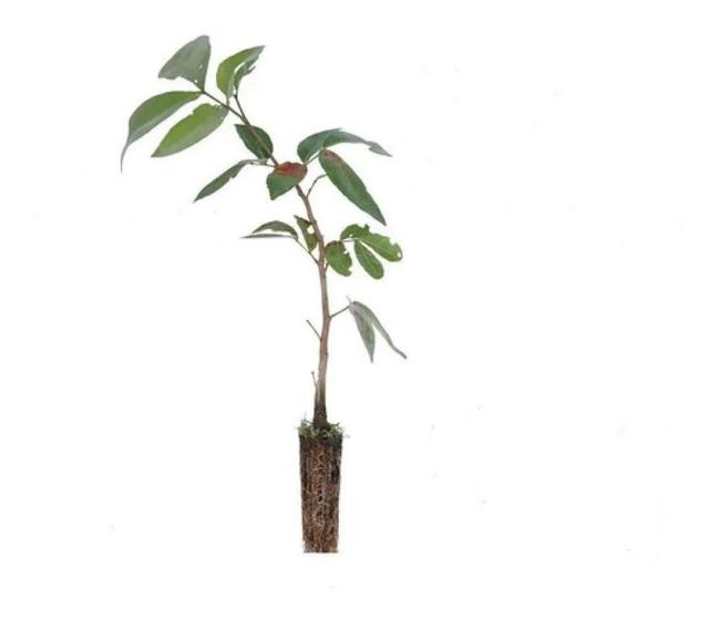 Muda Nativa Para Reflorestamento - Diversas A Escolha - AMK ...