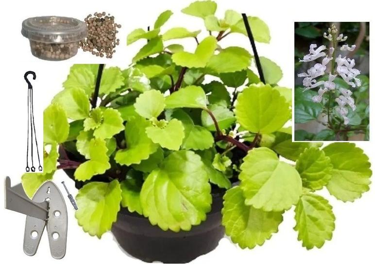 MUDA Plectranthus Coleoides Planta Do Dinheiro Dolar - Flora Evora ...