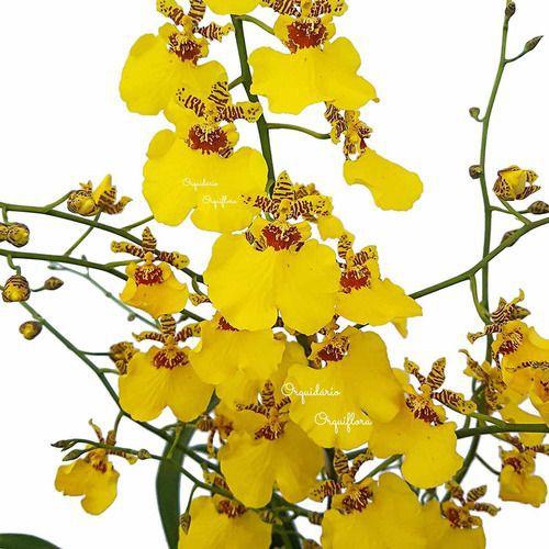 Muda Pré Adulta Orquídea Oncidium Aloha Planta Natural - Orquiflora ...