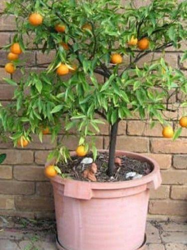 Muda Produzindo no vaso Tangerina Okitsu Satsuma enxertado - Dancruz ...