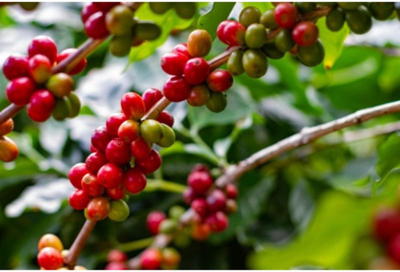 Mudas de Café Conilon Kit com 20 mudas - Raiz da Roça - Planta e Flor ...