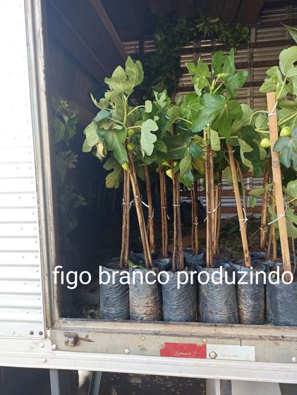 Mudas de frutas - Laranja ,poncan - Formas e Assadeiras - Magazine Luiza