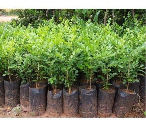 MUDAS DE MURTA Aprox. 5cm a 15cm para CERCA VIVA - PH Produtos Naturais ...