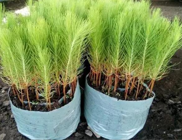 Mudas de Pinus Taeda Kit 500 Unidades - Sitio Exótico - Muda - Magazine ...