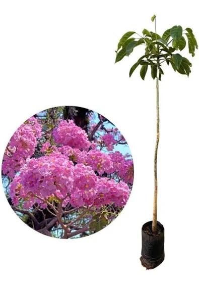Mudas de Ype rosa, ipê rosa - mudas de 1 metro - Ornament Mudas - Muda ...