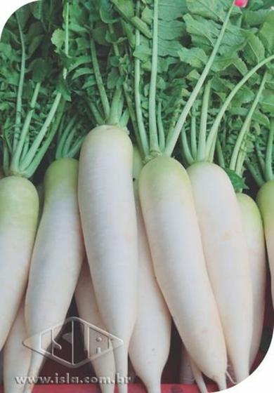 Nabo Japones Minowase ( Rabano ) - 500gr de Sementes - Isla - Sementes ...