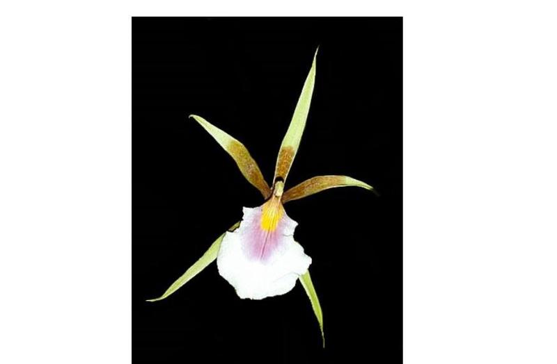 Orquídea Aspasia silvana - Cooperorchids - Cuidados com o Jardim ...