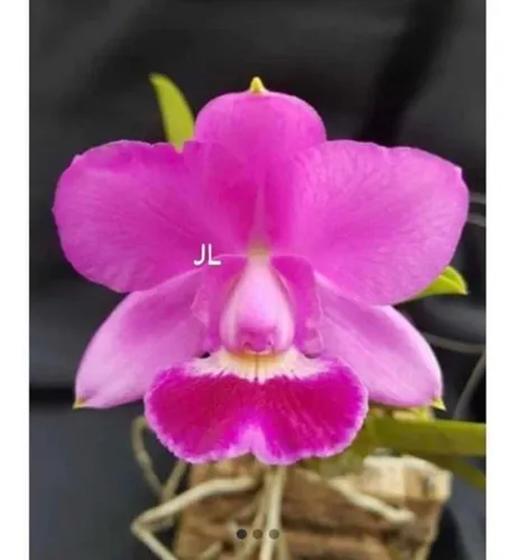 Orquídea Cattleya Nobilior X Lc Aloha Case Ching Hua - Planta e Flor Natural - Magazine Luiza