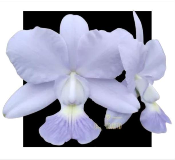 Orquidea Cattleya Walkeriana Coerulea Magnus X Blue Formosa ...