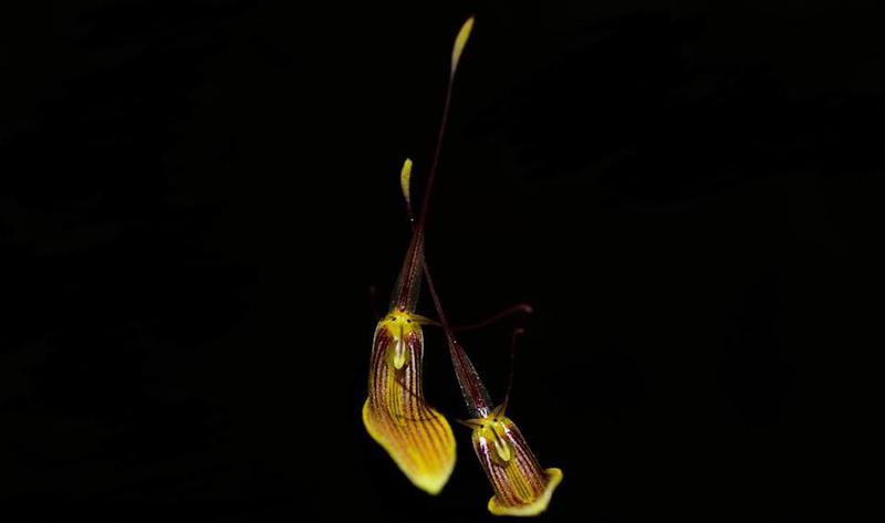 Orquídea Restrepia striata - Cooperorchids - Planta e Flor Natural ...