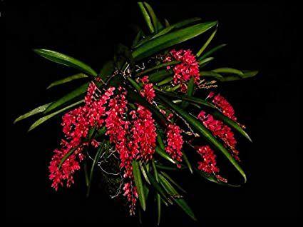 Orquídea Rodriguezia lanceolata - Cooperorchids - Flor e Planta ...