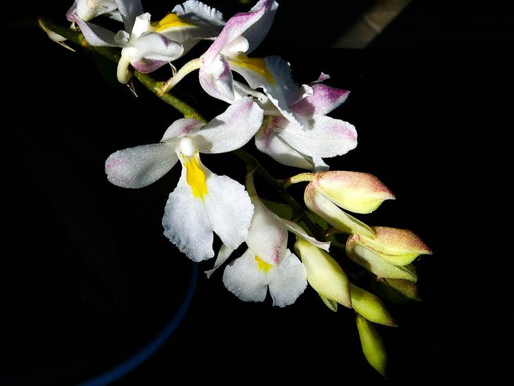 Orquídea Rodriguezia venusta - cooperorchids - Plantas Naturais ...