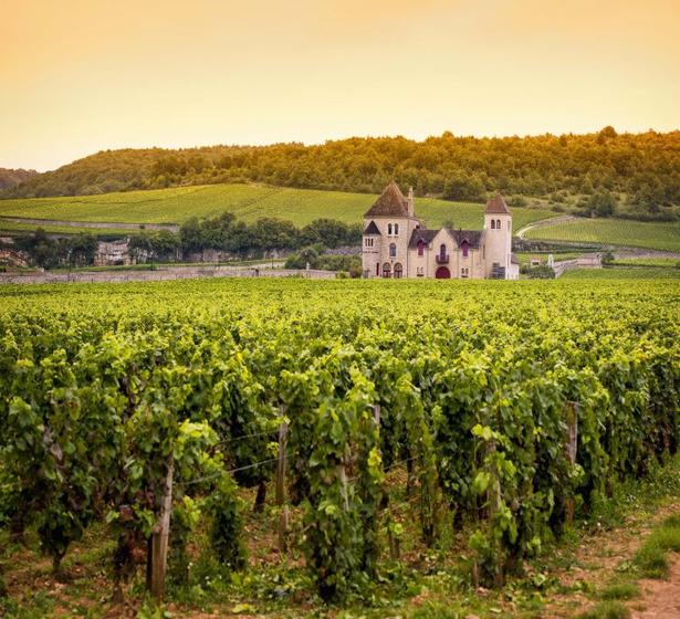 Papel De Parede Paisagem Uva Vinhedo Vinho Bebidas GG484 - Quartinho ...