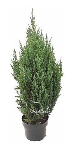 Pinheiro Tuia Strickta Árvore De Natal Planta Natural - Orquiflora ...