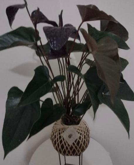 Planta Antulio Negro G - kokedama - planta natural - Raízesdamari ...