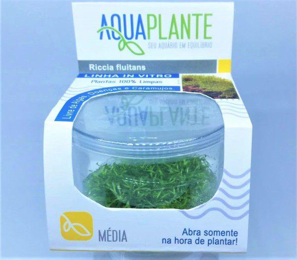Planta Aquário Riccia Fluitans In Vitro Aquaplante - Flor e Planta ...