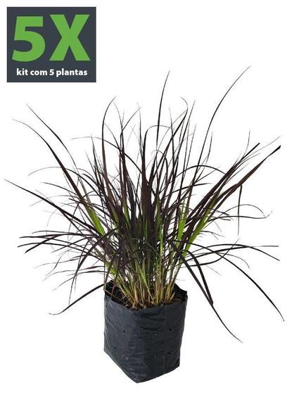 Planta Natural Capim do Texas Rubro - Jardim do Vale - Plantas ...