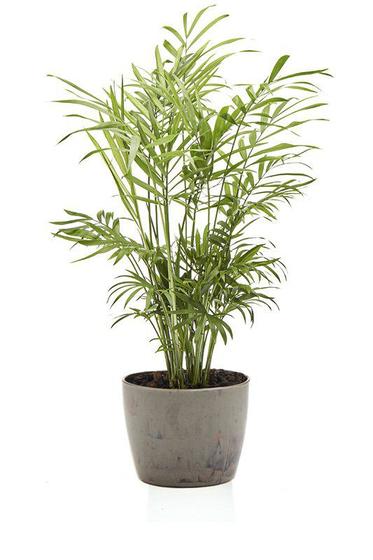 Planta natural Chamaedorea + Vaso - Mini Plantas - Plantas Naturais ...