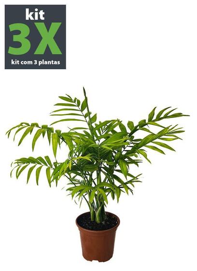 Planta Natural Mini Palmeira Chamaedorea - Jardim do Vale - Plantas ...