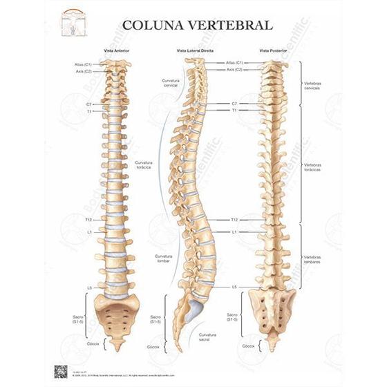 Pôster Coluna vertebral - Body Scientific - Pôster - Magazine Luiza
