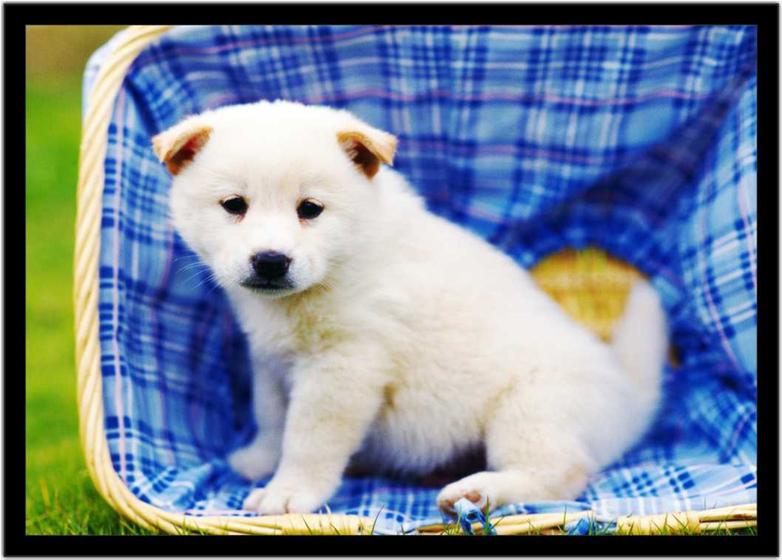 Quadro Decorativo Animais Cachorro Jindo-Coreano Veterinário Pet Shop ...