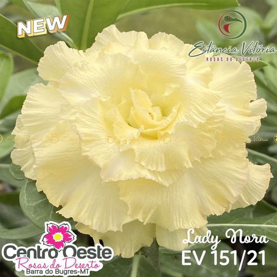 Rosa do Deserto Enxerto EV-151 Lady Nora - Estância Vitória - Planta e ...