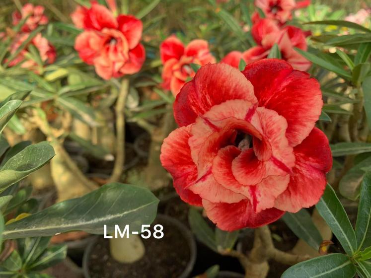 Rosa do deserto LM58 enxertada dobrada - DM ROSA DO DESERTO LM58 - Muda ...