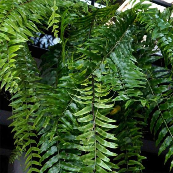 Samambaia holandesa(nephrolepis exaltata hollandii)cuia 25 planta ...