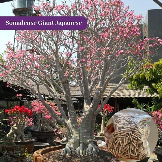 Semente Adenium Somalense Giant Japanese - RD - Sementes - Magazine Luiza