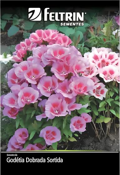 Semente Feltrin Golden Godetia Dobrado Azaleia - Sementes - Magazine Luiza