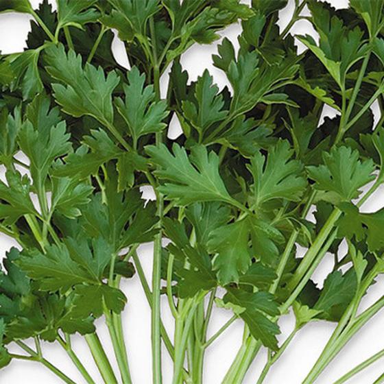 Semente Salsa Lisa 10g - Linha Platina - Horticeres - Sementes ...