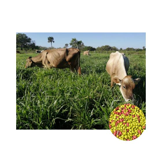 Sementes Brachiaria Hibrida Mestizo p/ Gado de Corte 3kg - Papalotla ...