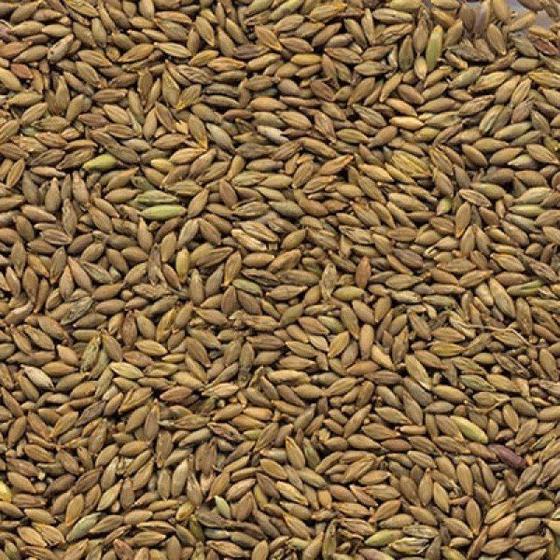 Sementes Capim Massai Pacote 2kg P/ Formar Piquetes Pastagem - SEEDS ...