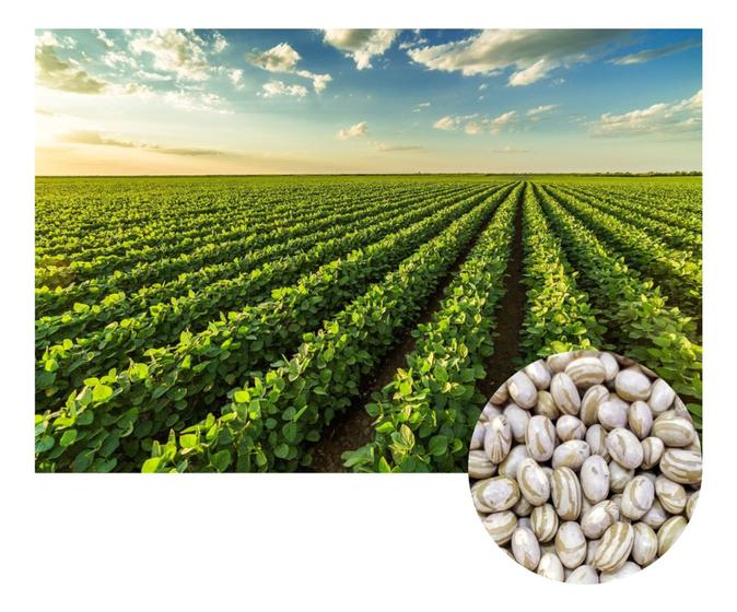 Sementes de Feijão Carioca TAA MARHE Superprecoce 1kg - Sementes ...