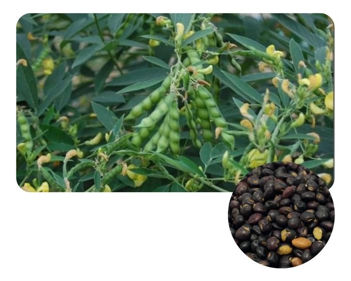 Sementes de Feijão Guandu Super N 1kg - Cultura Familiar - Sementes ...