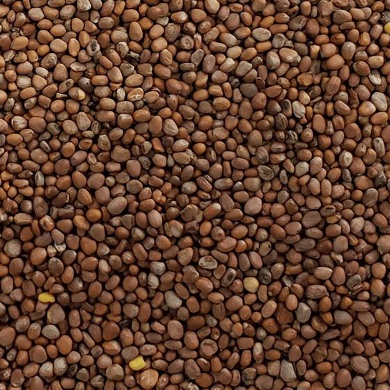 Sementes de nabo forrageiro 2 kg - Ritter - Sementes - Magazine Luiza