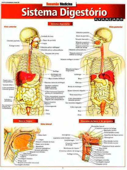 Sistema digestório avançado - Outros Livros - Magazine Luiza