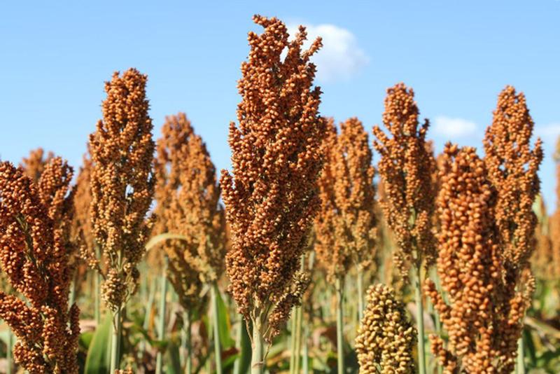 Sorgo Ponta Negra - 5kg De Sementes - Sementes - Magazine Luiza