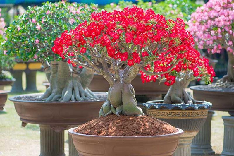 Substrato Para Rosas do Deserto 5 Kg - CPP Rosa do Deserto - Substrato ...