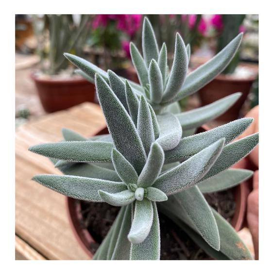 Suculenta Crassula Tenelli Linda Top Para Colecionadores - Ta na Mão ...