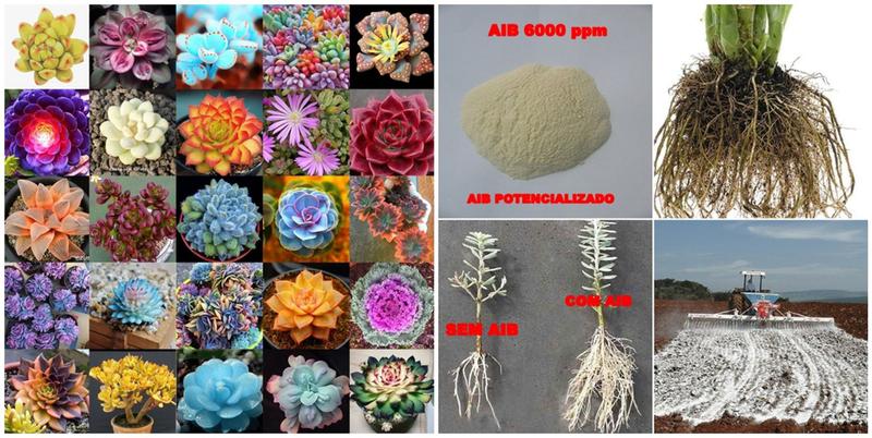 Suculentas Raras 400 Sementes + Enraizador AIB ! - T1 - Seeds ...